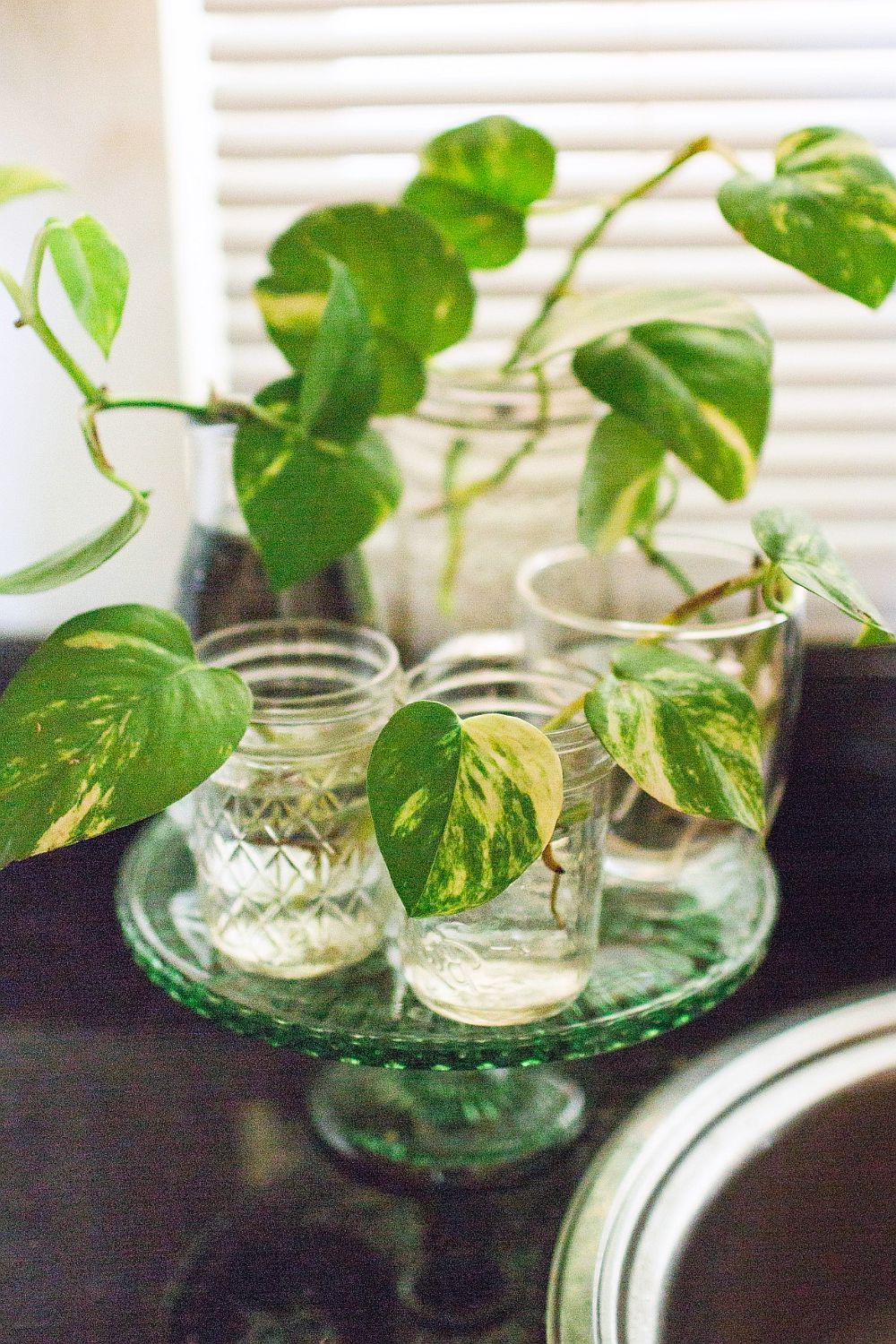 Goldene Efeutute (Epipremnum aureum) | Wilde Oase 💚