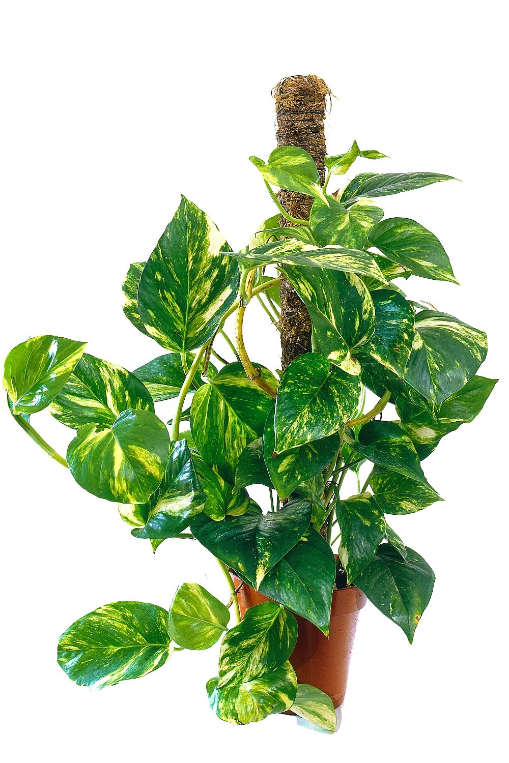 Goldene Efeutute (Epipremnum aureum) | Wilde Oase 💚