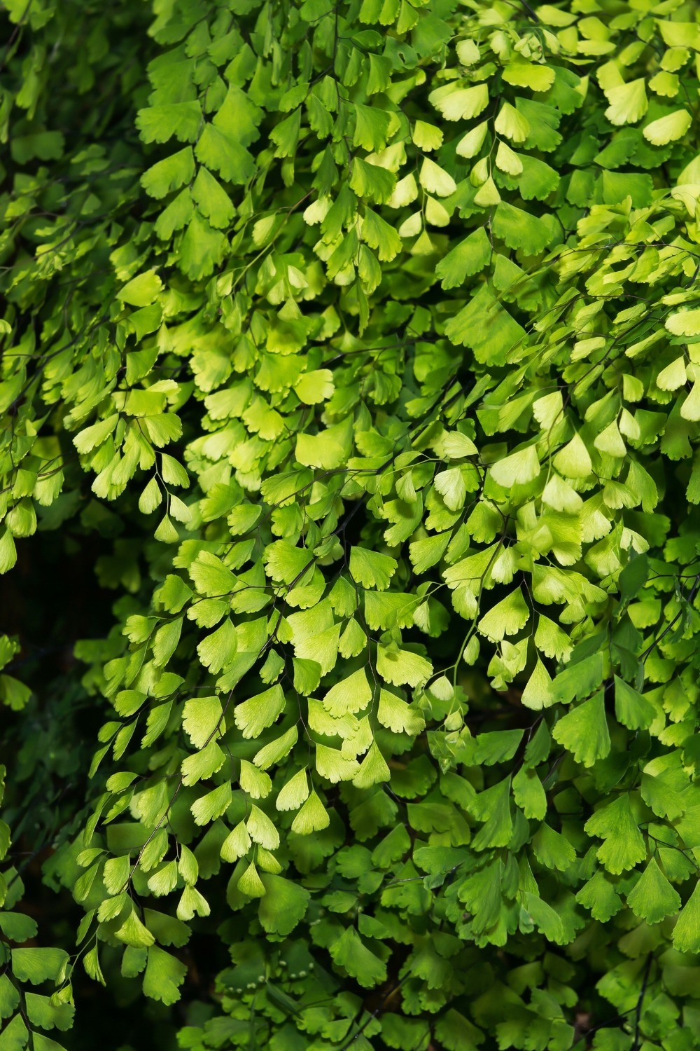 Venushaar (Adiantum capillus-veneris) | Wilde Oase 💚